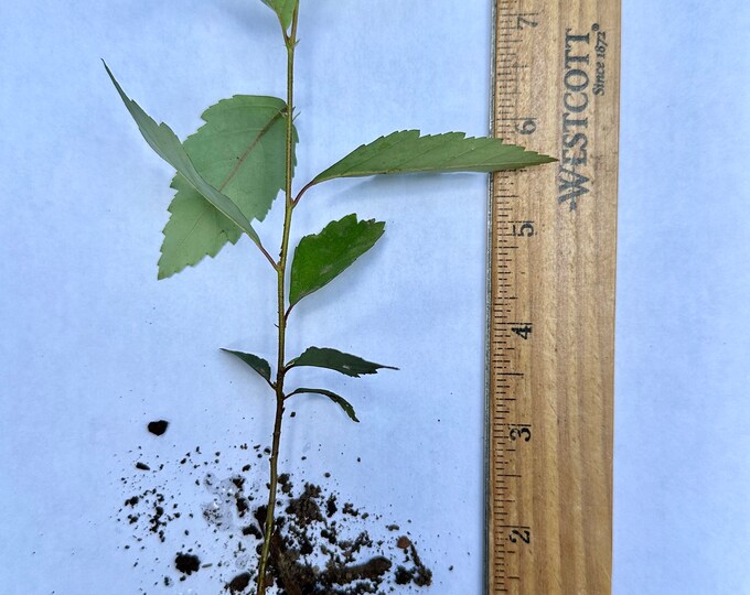 Canoe Birch Tree 3 Pack, Betula Papyrifera, Paper White Birch, White ...