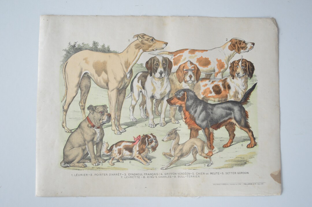 Vintage School Poster of Dogs A3 French Learning Print Dog Breeds ...