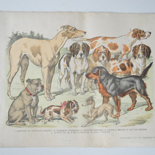 Dog Poster Print - Etsy