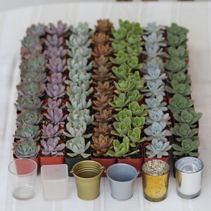 Free Transplanting Succulents Wedding Favors 100 - Etsy