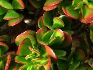 Jade Succulent Cuttings Each Piece is 4 to 6 Inch Tall 4 to - Etsy