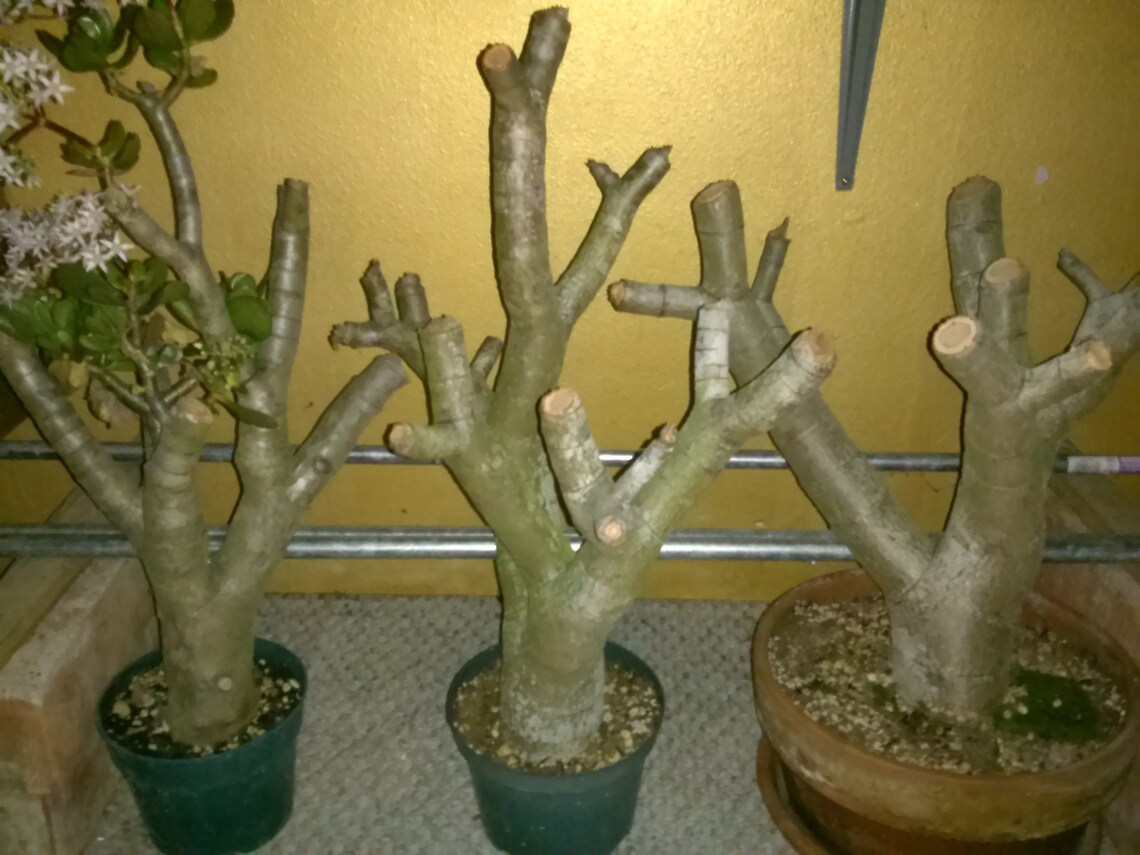 Succulent cuttings 1 Large Jade Cutting 9 Succulent | Etsy