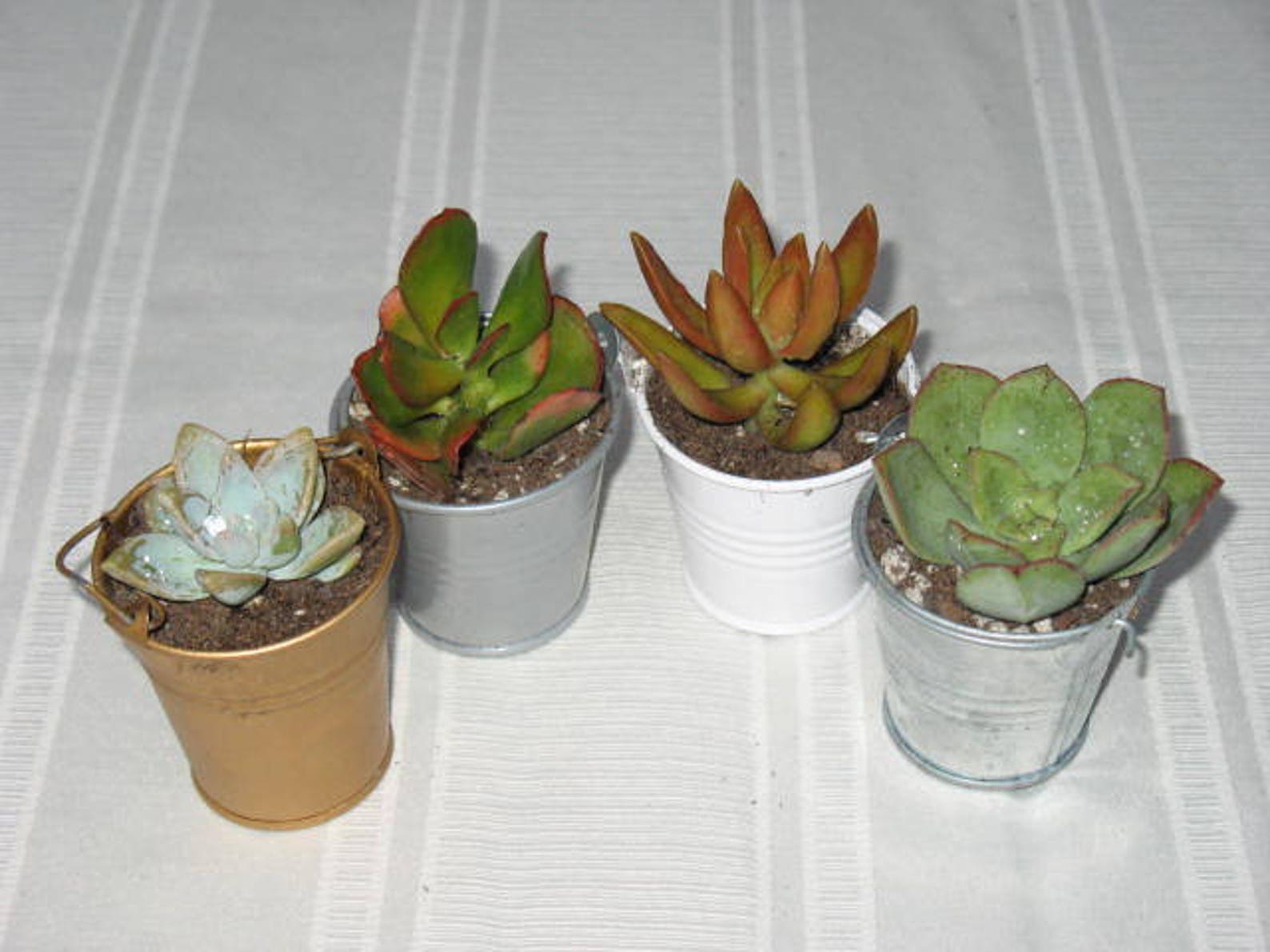 Succulent Wedding Favors 100 of 2 Inch Succulents. Cheapest - Etsy