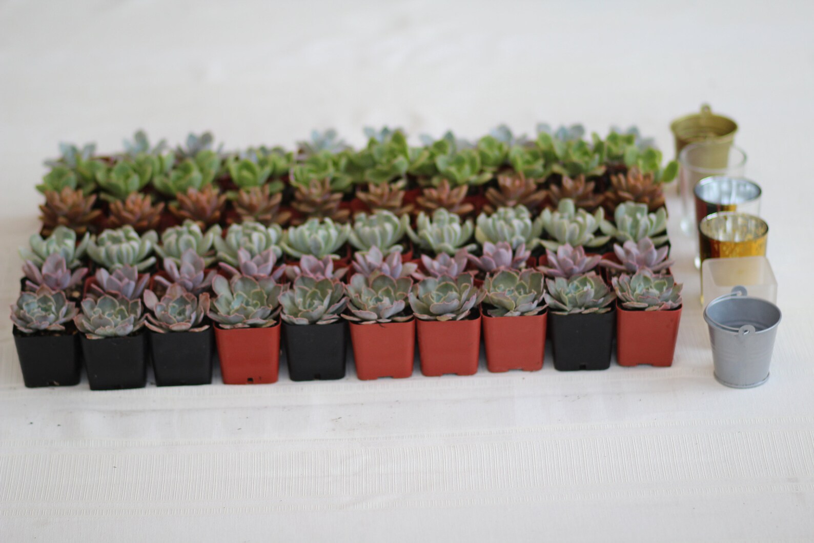 Succulent Wedding Favors. 250-2 Inch Succulents. Make Perfect | Etsy