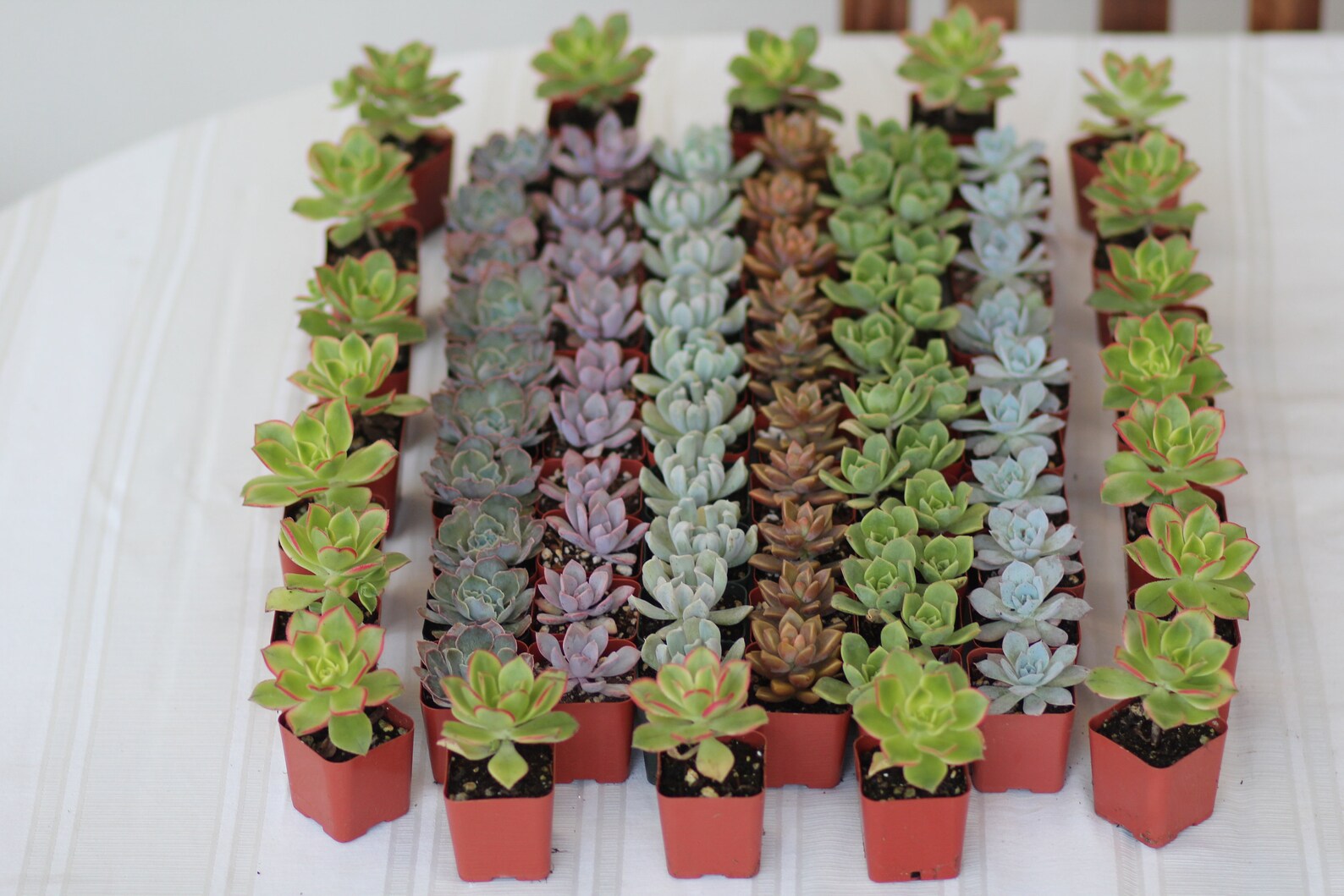 FREE Transplantingsucculent Wedding Favors 1002'' | Etsy