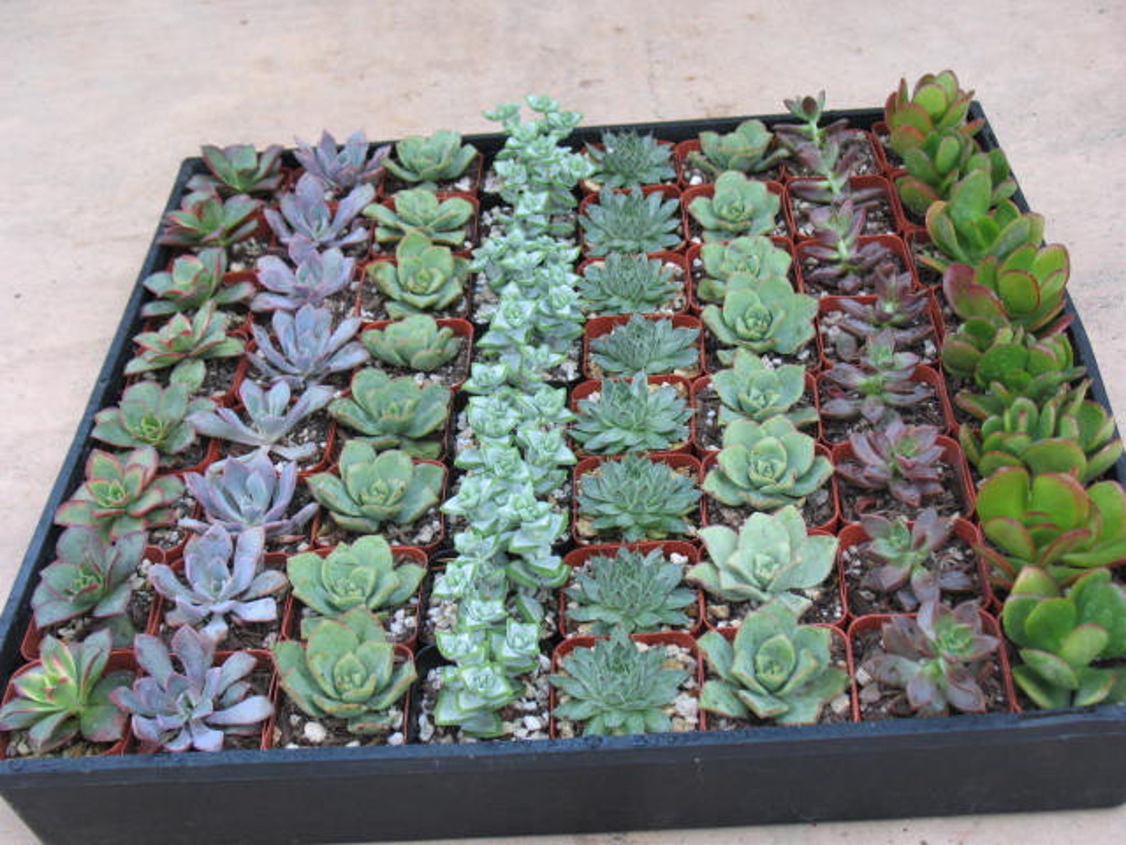 Succulent Wedding Favors 64 2 Inch Succulents Perfect Gift - Etsy