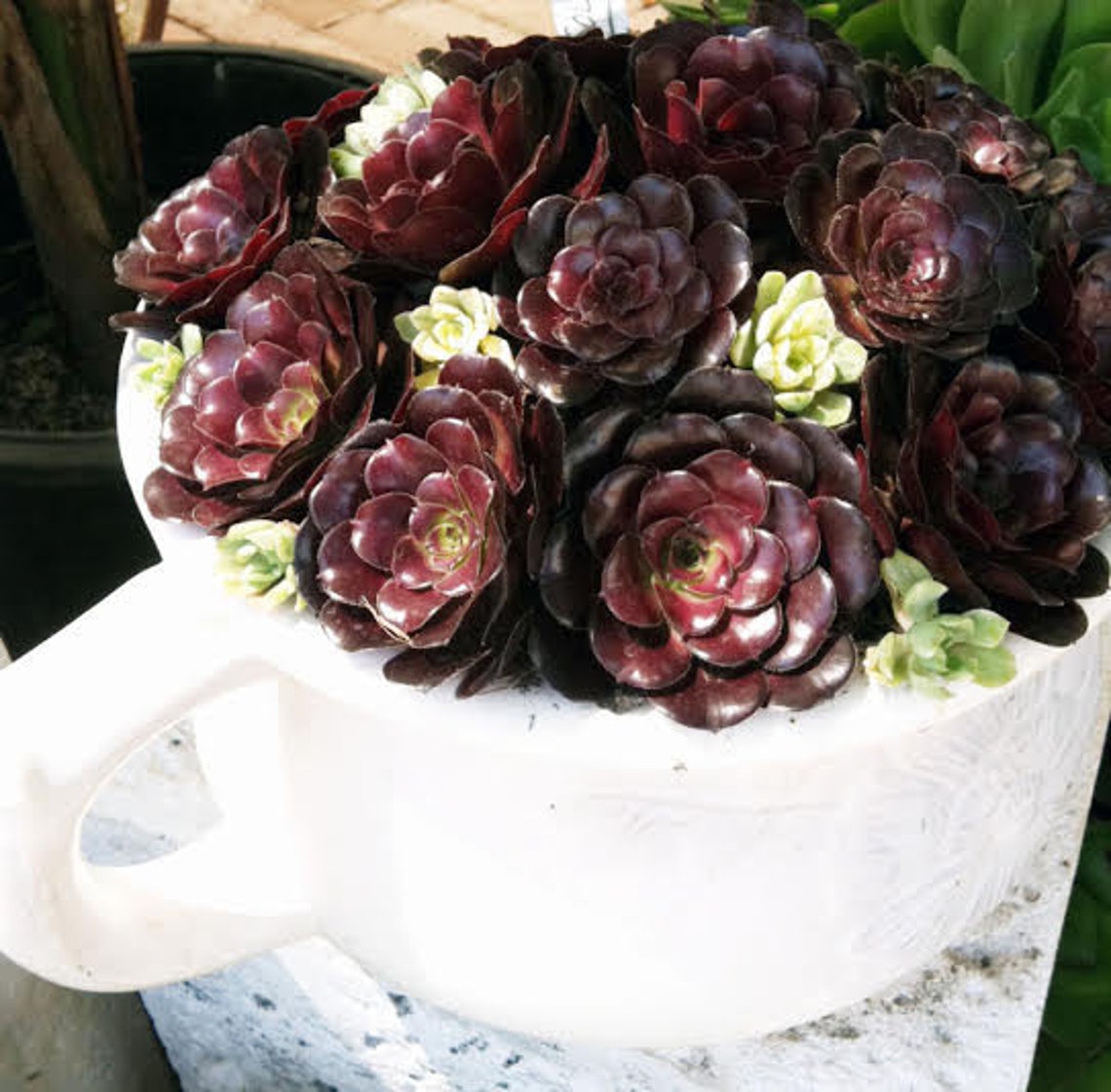 Succulent Cuttings15 Large cuttings. Perfect to make you own | Etsy