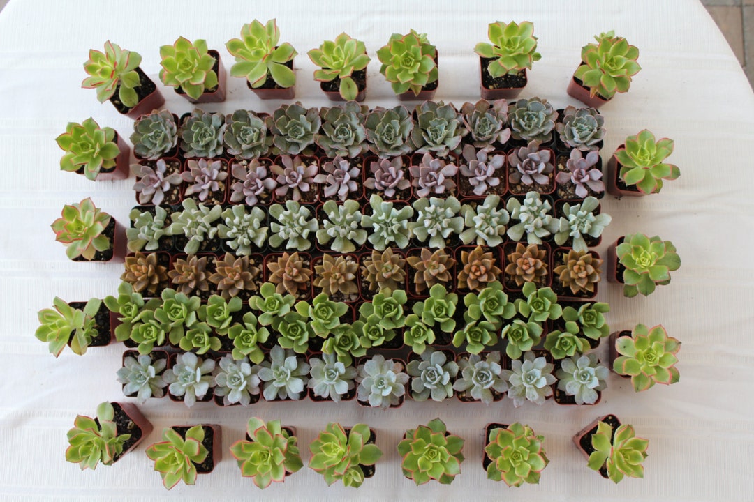 Succulent Wedding Favors, 150 2 Inch Succulent Plants Perfect Wedding ...