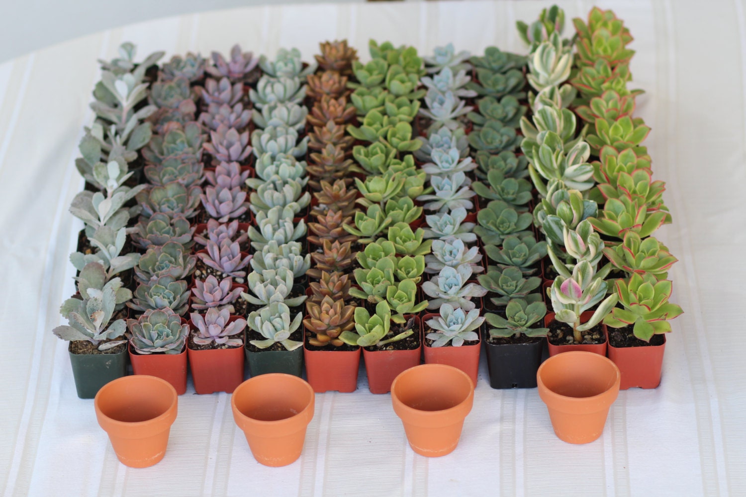 Succulent Wedding Favors 130 2'' Succulents for | Etsy