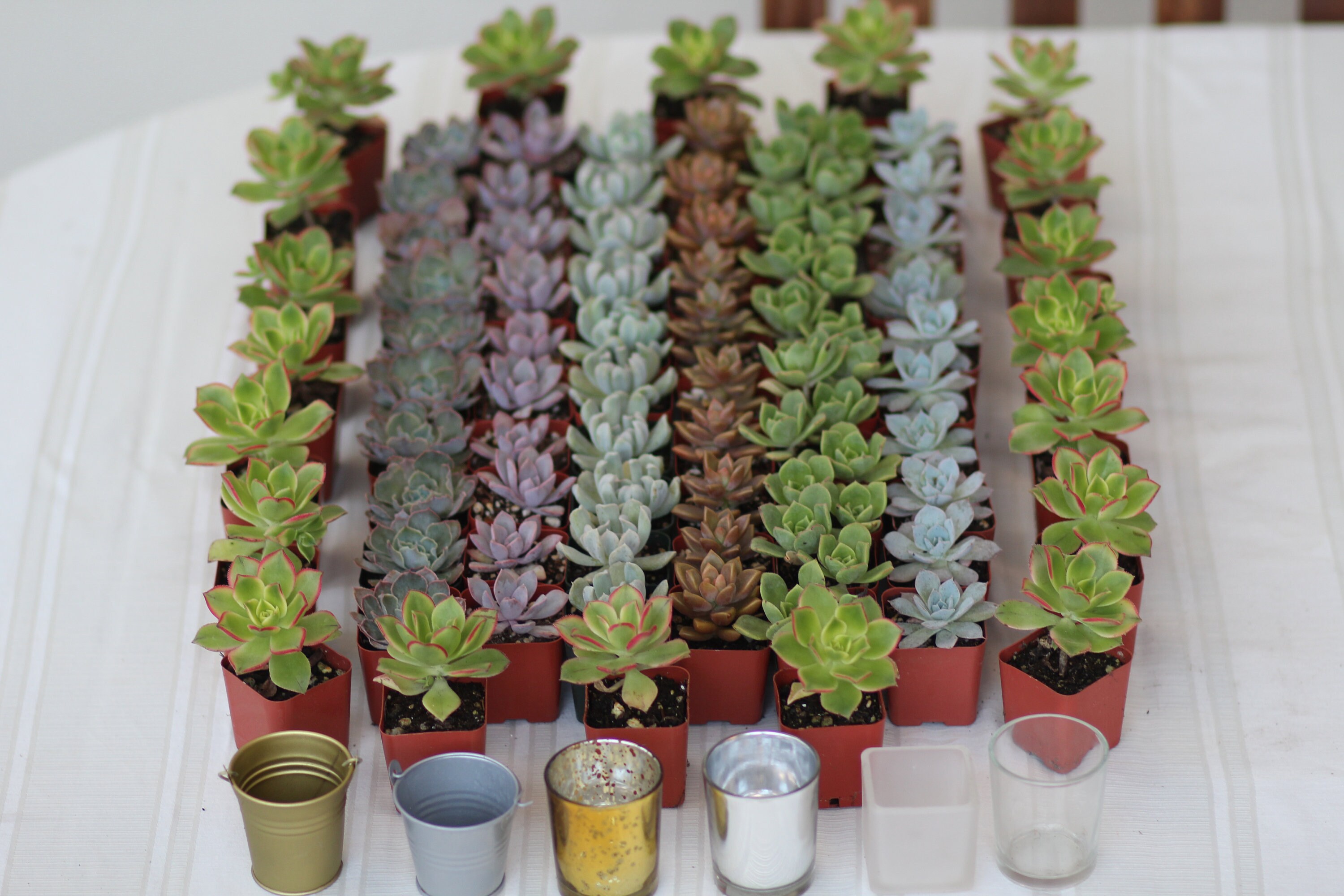 FREE Transplanting Ready to Go 64-2'' Succulent | Etsy