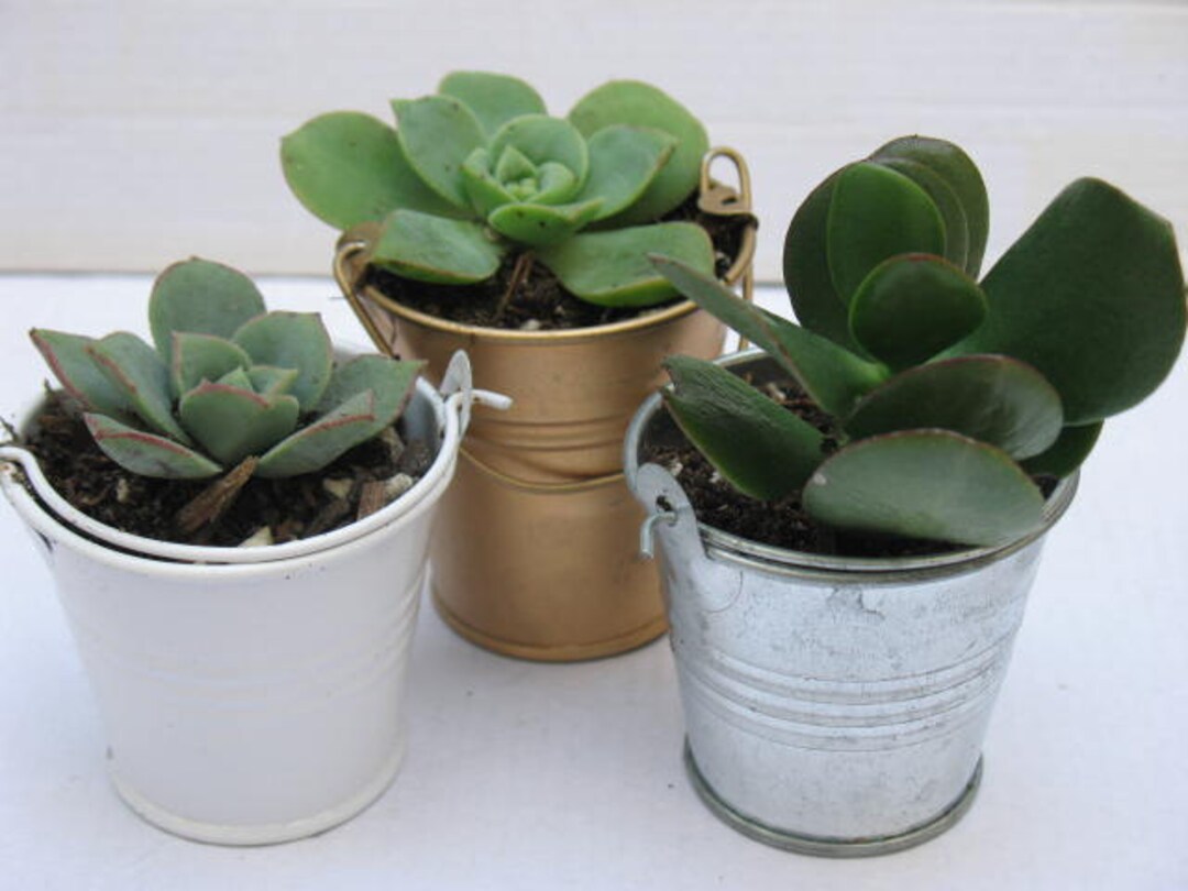 FREE Transplanting Ready to Go 64-2'' Succulent - Etsy