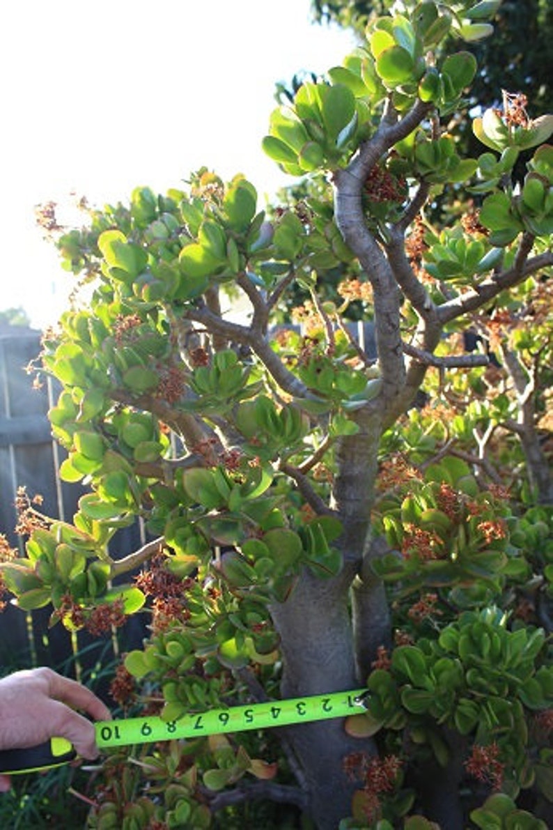 Succulent Cuttings 1 Large Jade Cutting 9 Succulent | Etsy