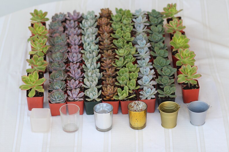 Free Transplantingsucculent Wedding Favors 752'' - Etsy
