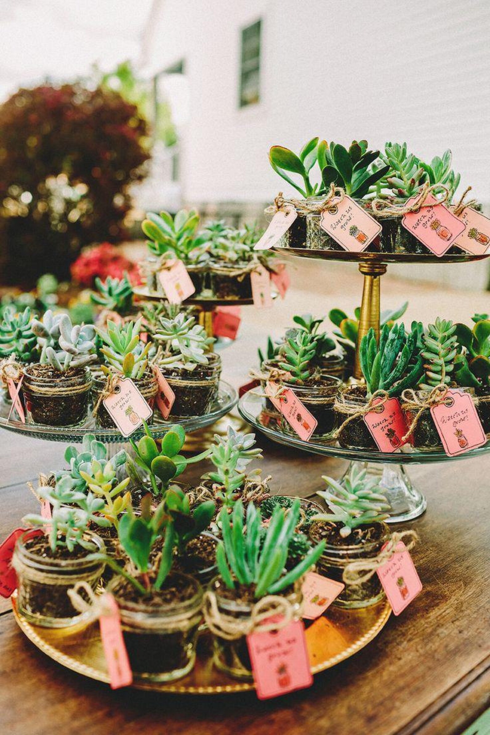 Succulent Wedding Favors 130 2'' Succulents for | Etsy