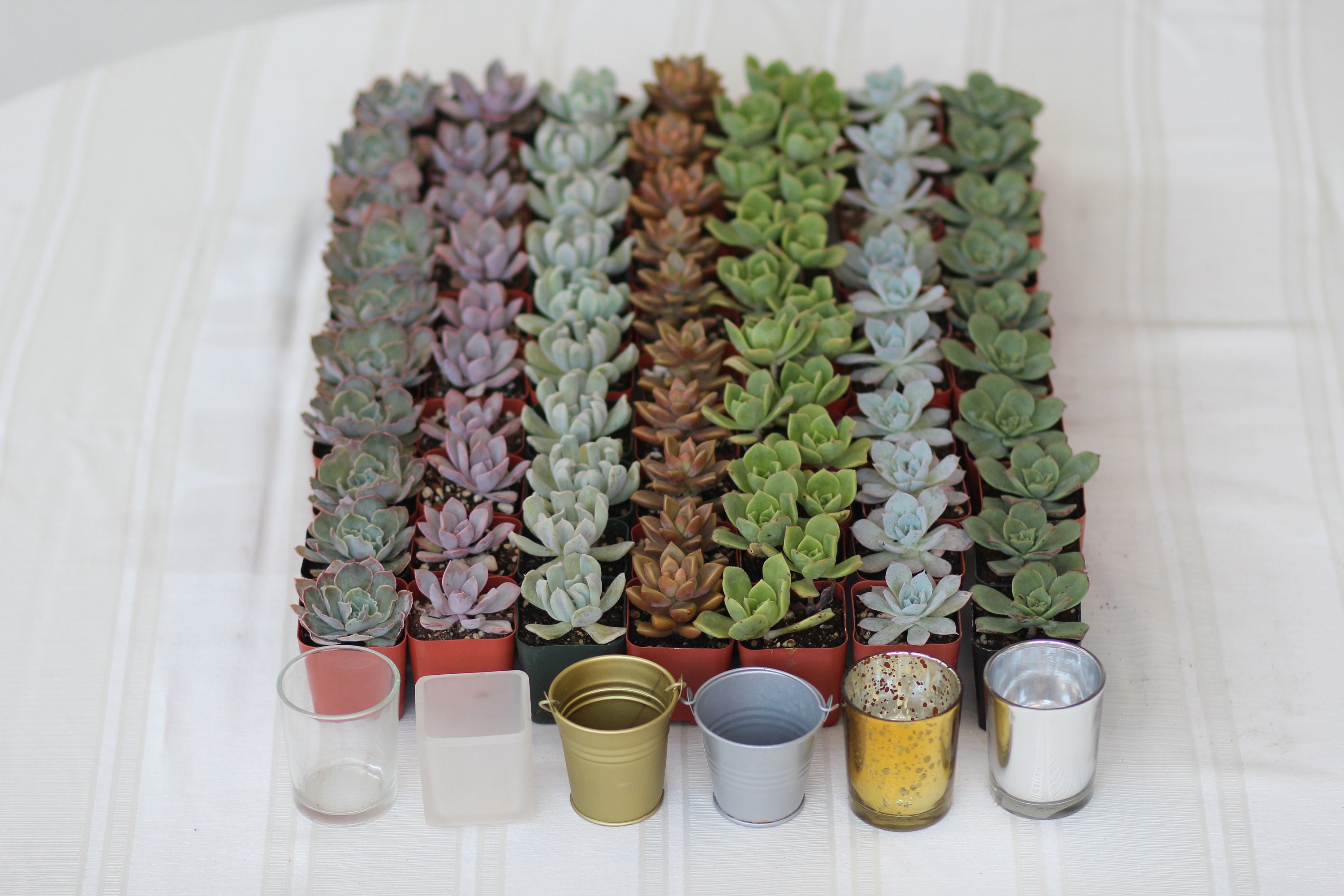 FREE Transplanting Succulent Wedding Favor 50 2'' | Etsy