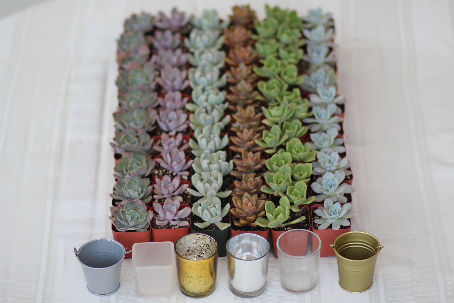 Succulent Wedding Favors 180 2'' Succulents. - Etsy