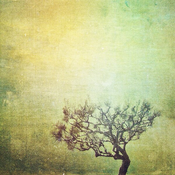 Dwarf Japanese Pine - Etsy