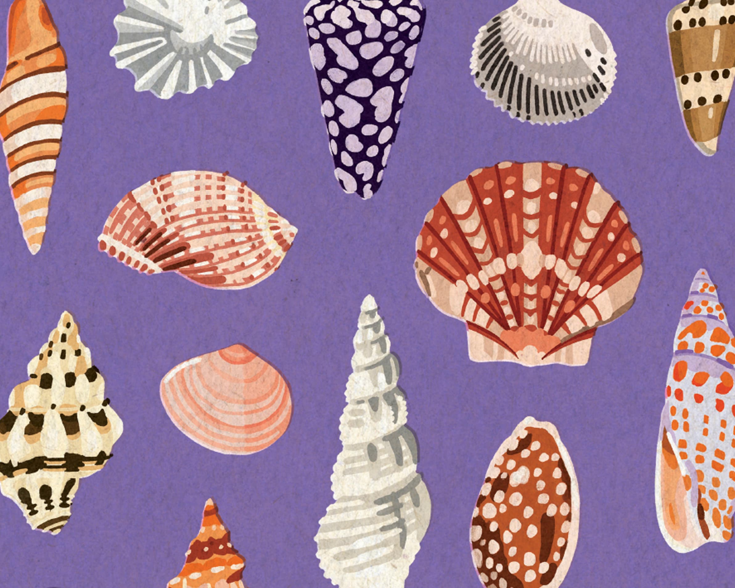 Art Print Sea Shells 21x30 Collection Of Illustrated Shells | Etsy