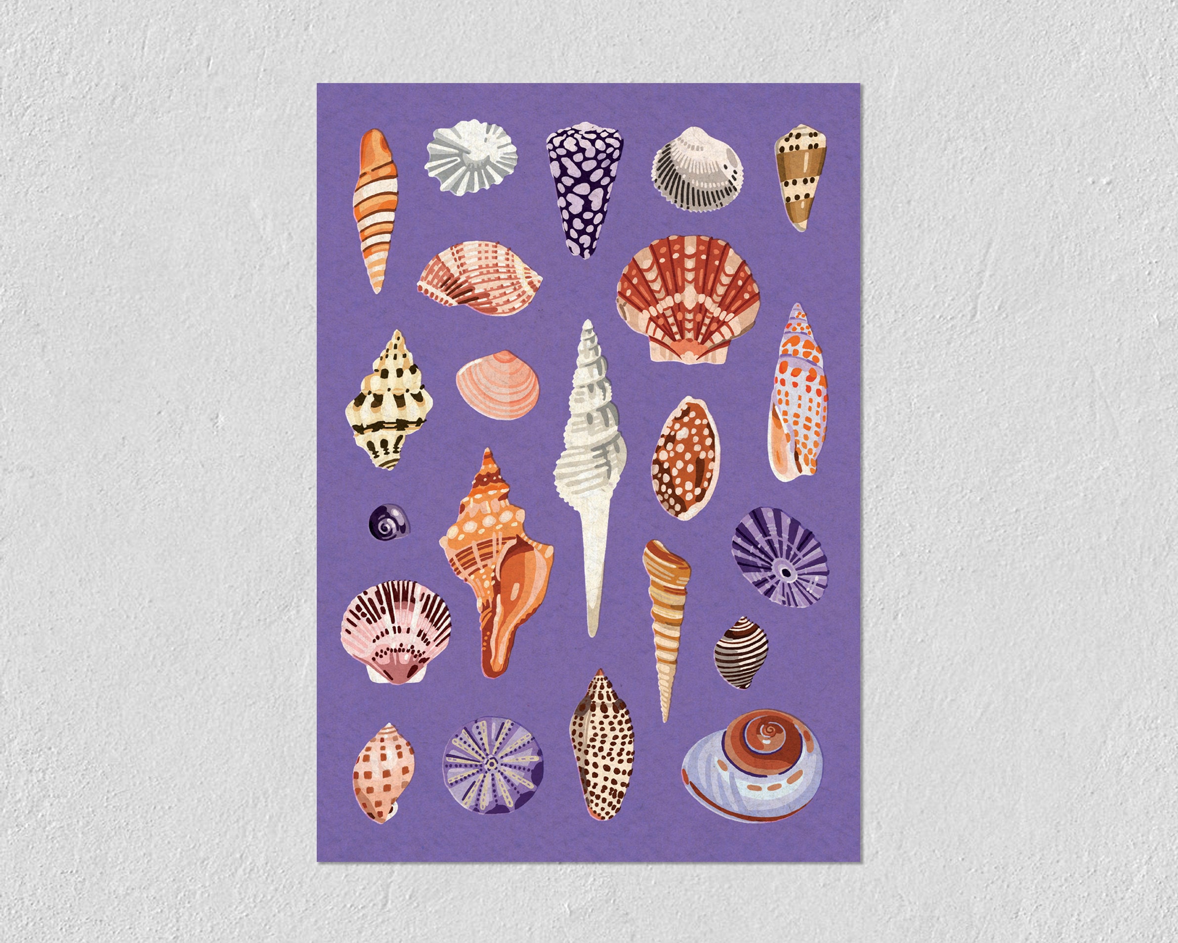 Art Print Sea Shells 21x30 Collection Of Illustrated Shells | Etsy
