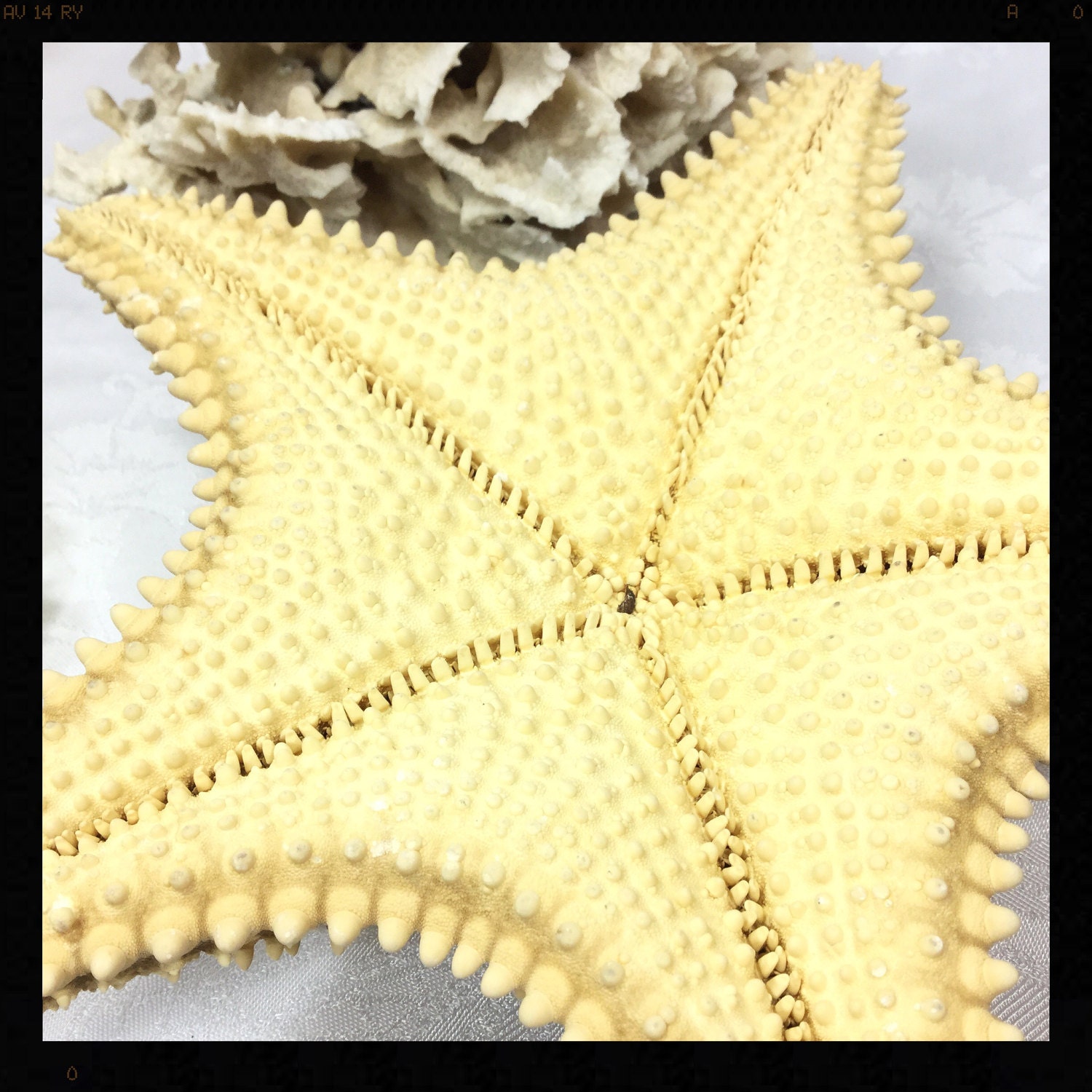 XLarge Dried Real Starfish, 10 Real Starfish, Coral Starfish, Beach ...