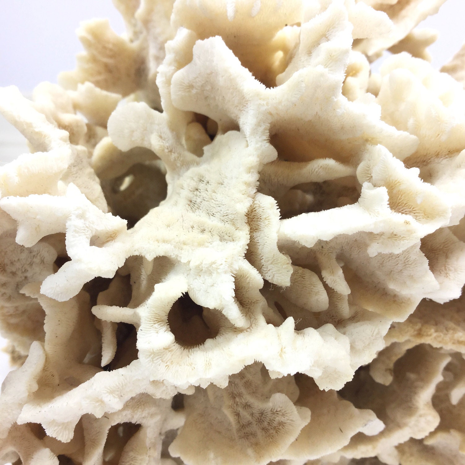 Large Natural Sea Coral, Dried Real Coral, Sea Coral Stone, Real Reef ...