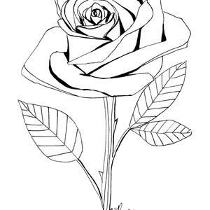 June Birth Flower Art Print / Black and White Rose Drawing / Floral Ink ...