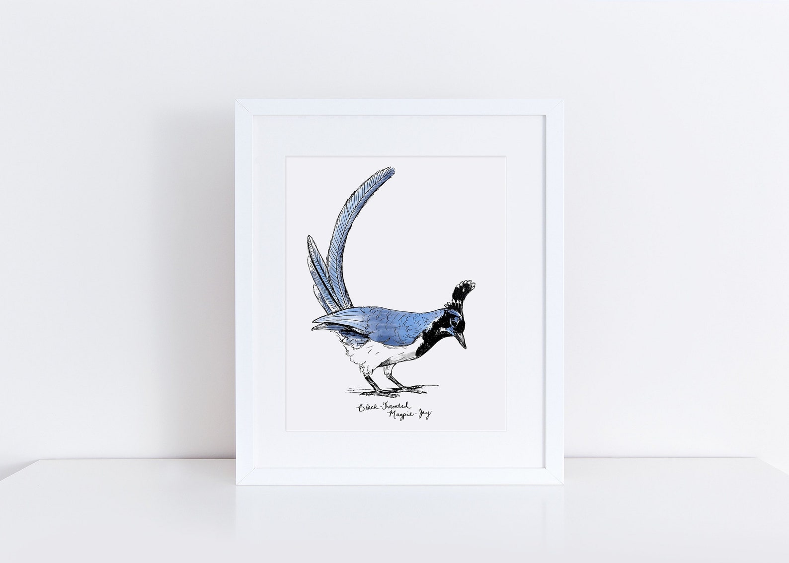 Black-throated Magpie-jay Art Print / Blue Bird Wall Art / Orinthology ...