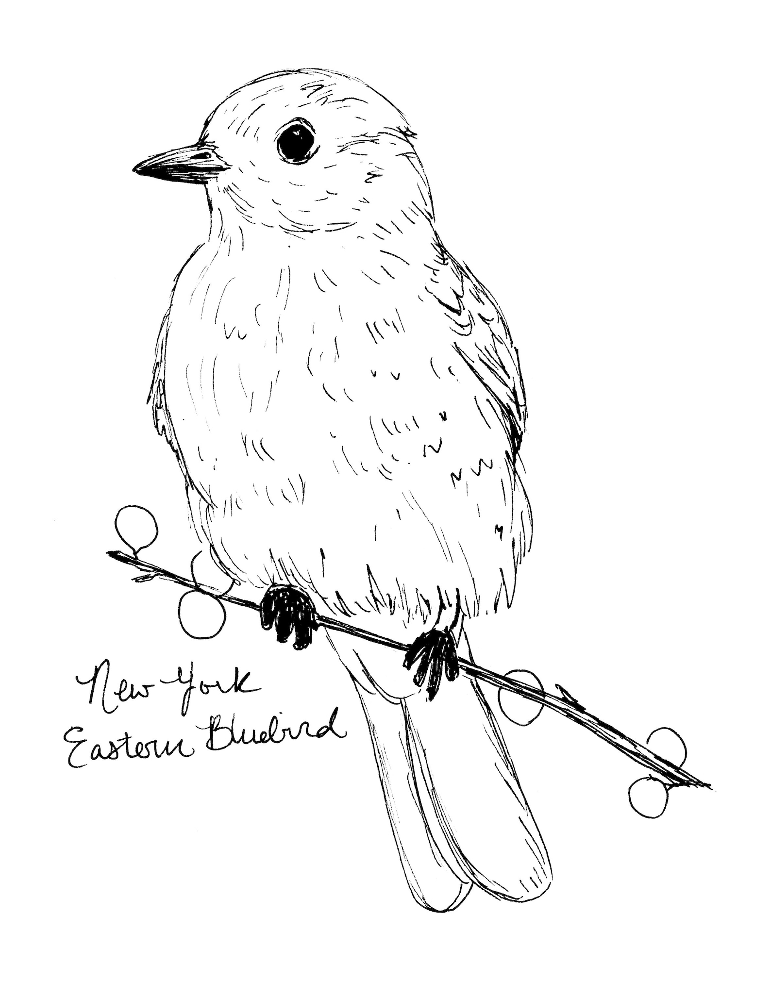 Eastern Bluebird Art Print, New York State Bird Drawing - Etsy