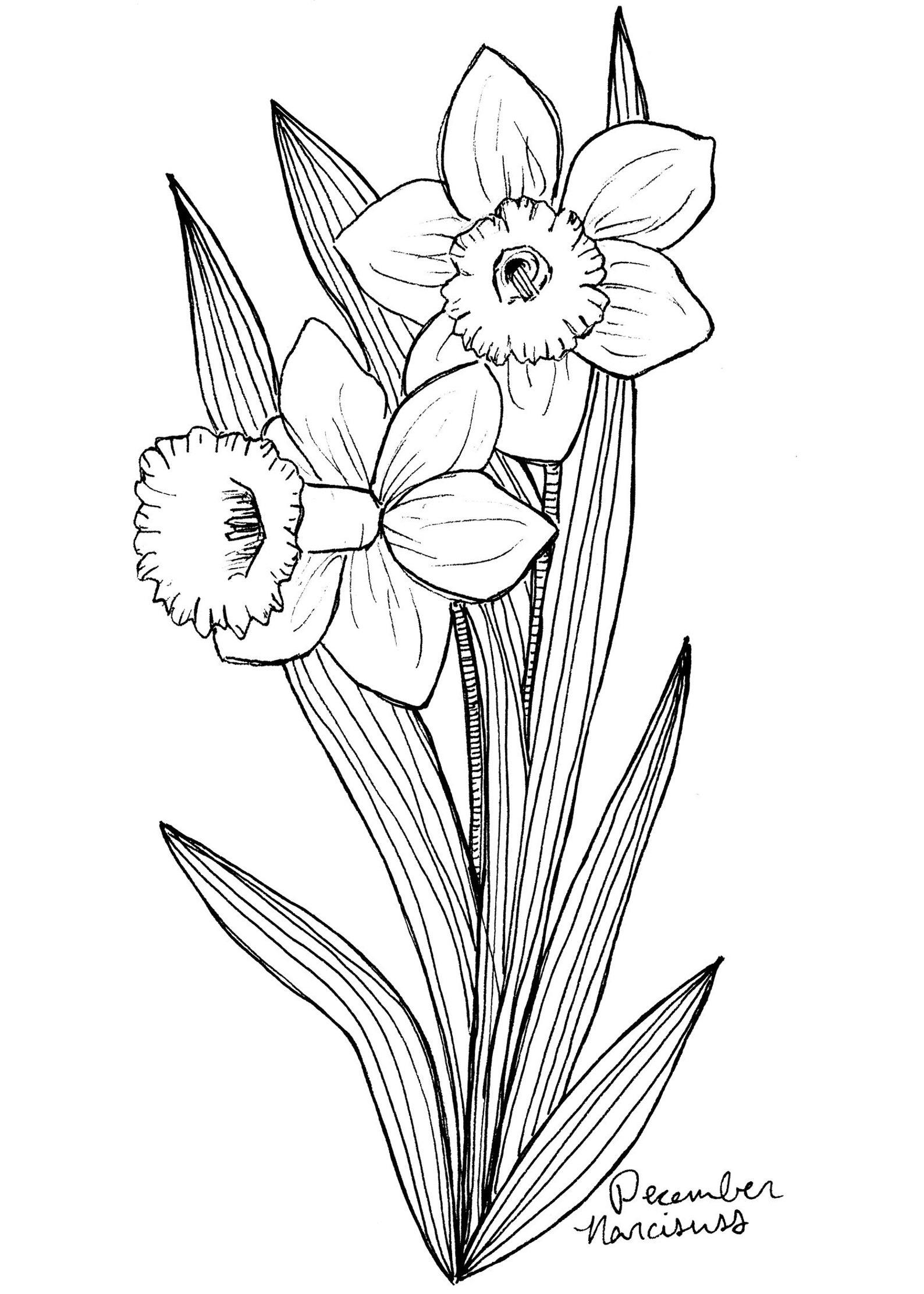 Printable December Narcissus Art Print / Birth Flower Print / | Etsy