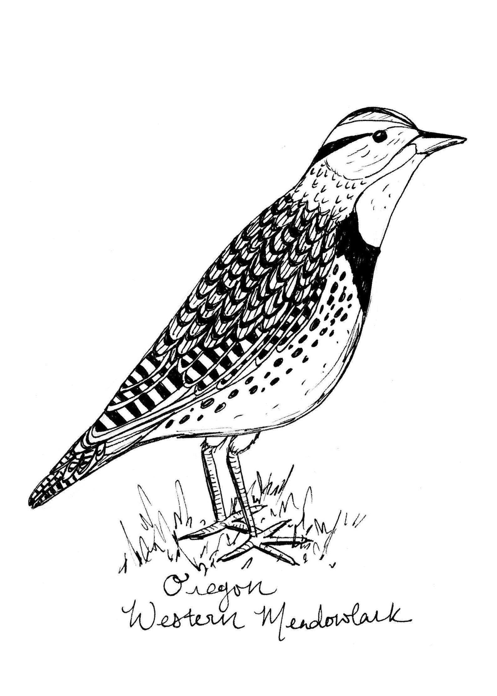Oregon Meadowlark State Bird Art Print / Oregon Decor / - Etsy