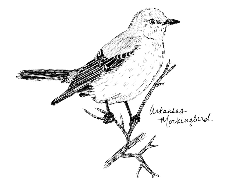 Arkansas Mockingbird State Bird Art Print / Arkansas Decor ...