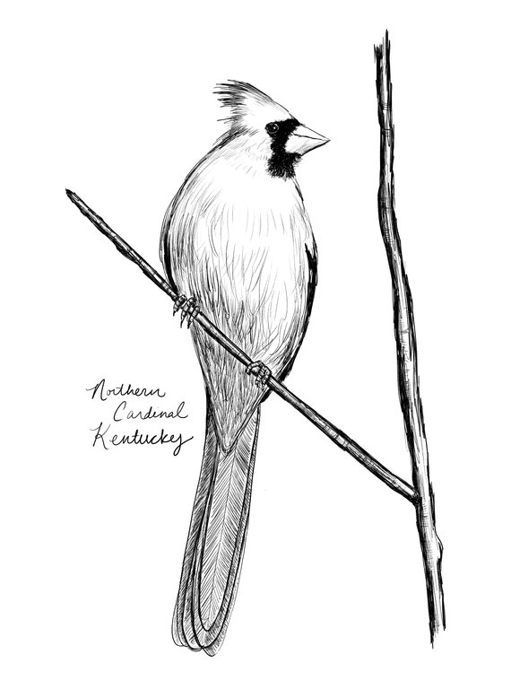 Northern Cardinal Drawing