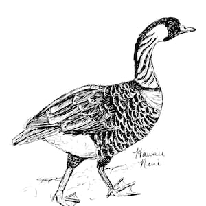 Printable Hawaii Nene State Bird Art Print / Hawaii Decor / Bird ...