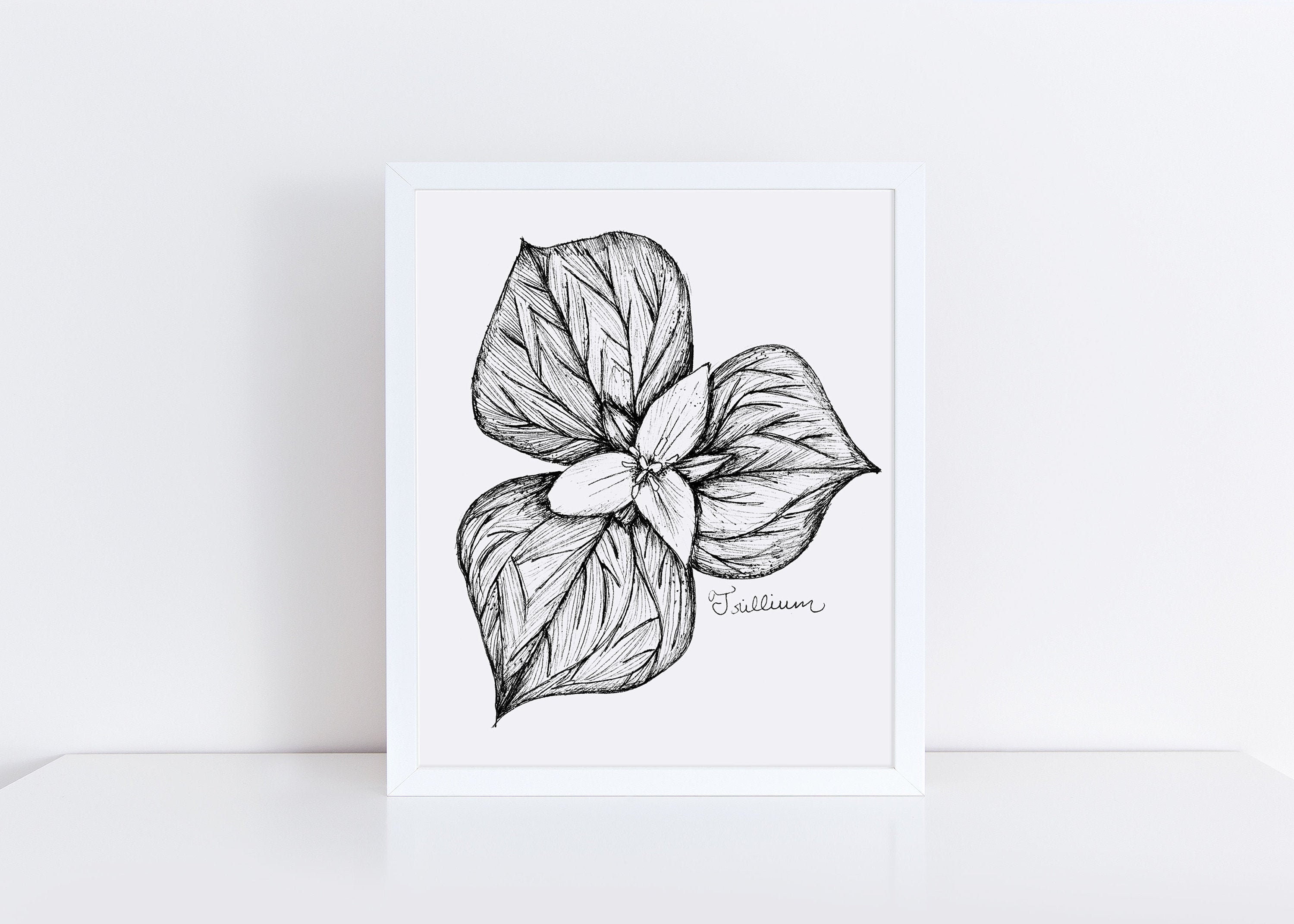 Trillium Flower Drawing