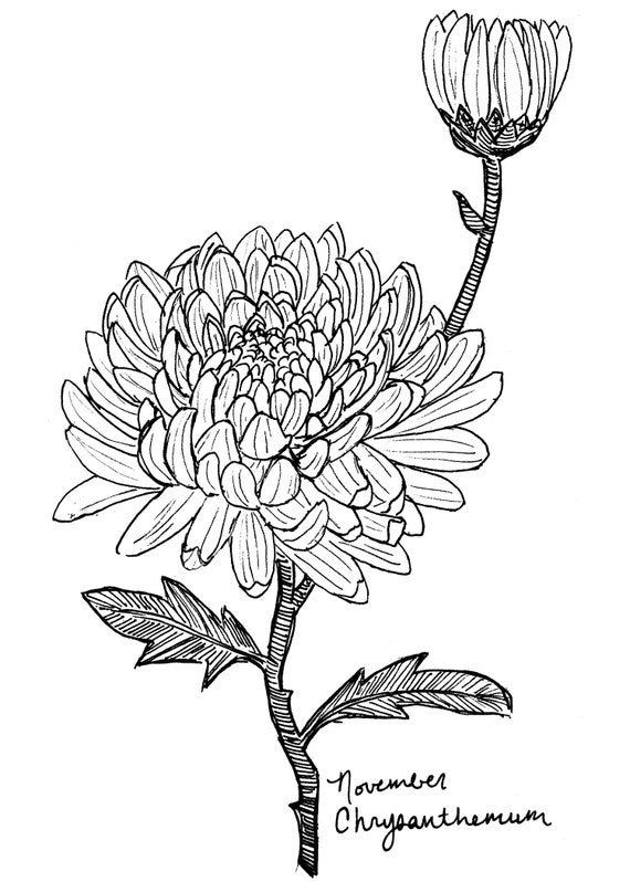 November Birth Flower The Chrysanthemum