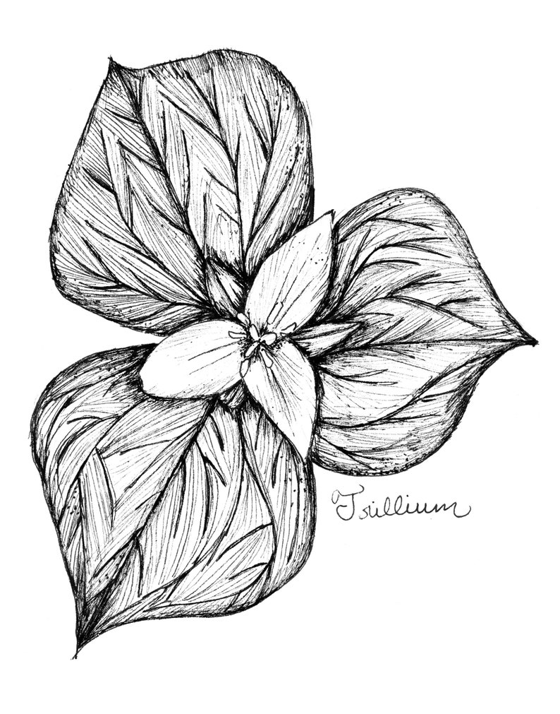 Trillium Flower Art Print / Botanical Art Print / Giclee Print - Etsy