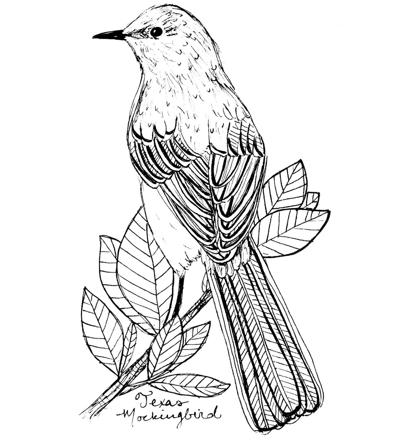Texas Mockingbird Art Print, Black and White Ink Drawing - Etsy