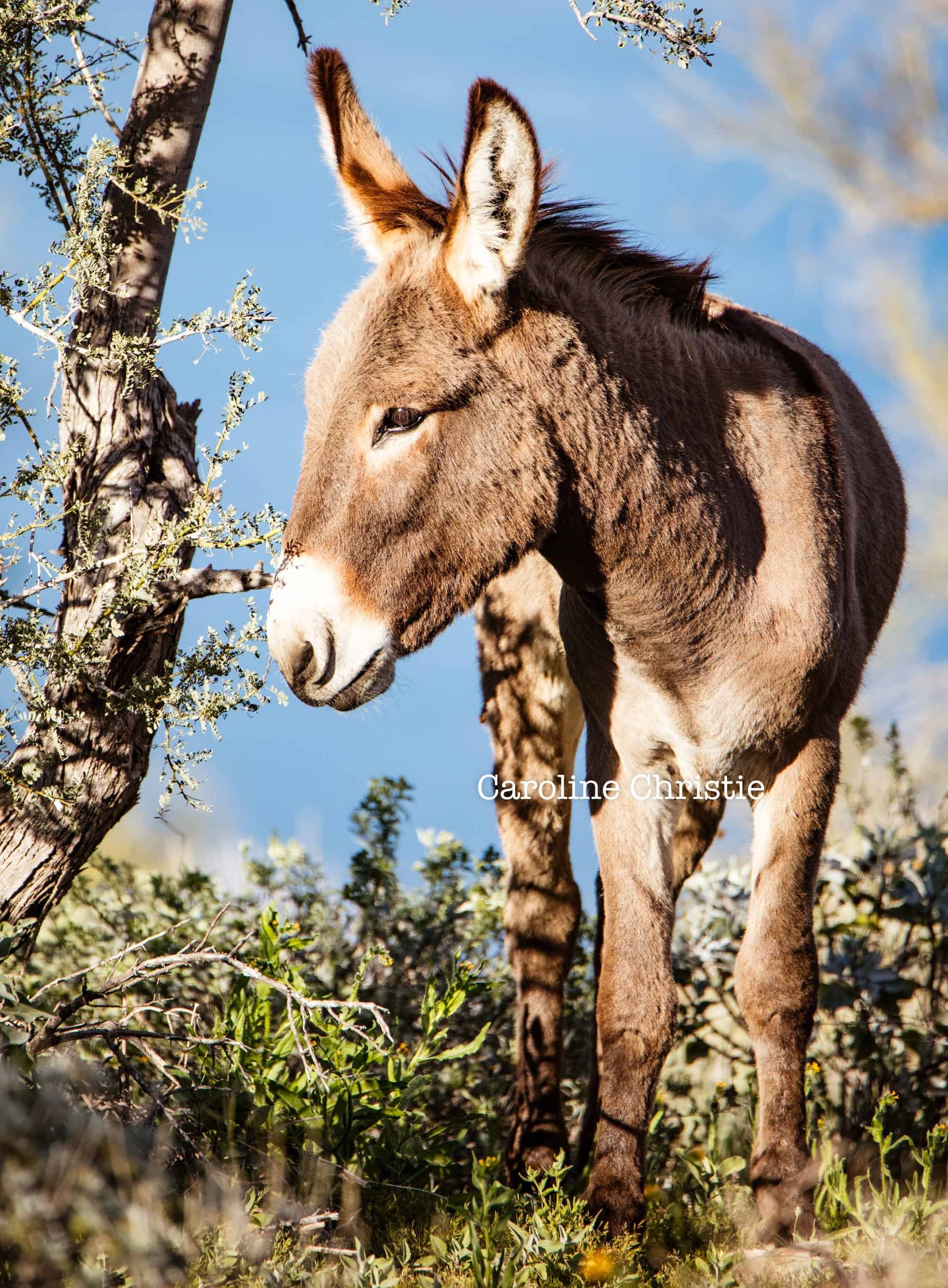 Pianta Della Coda Del Burro