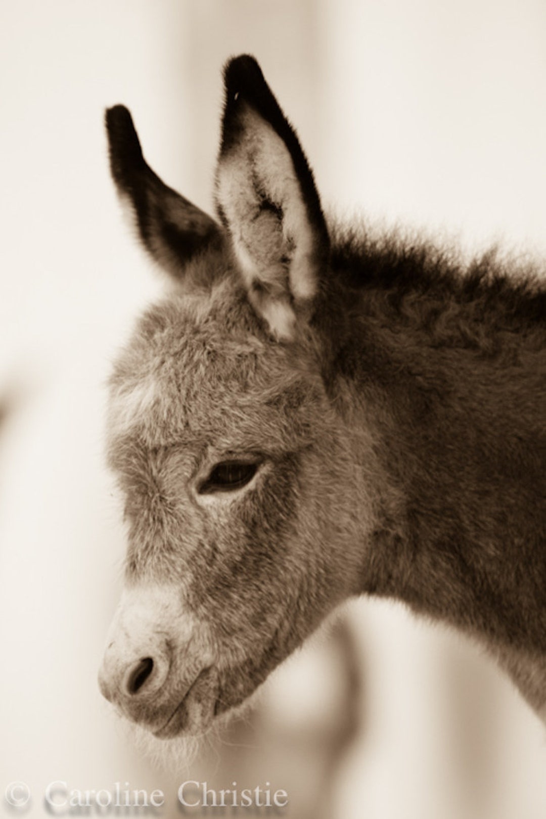 Wild Burro Photo.burro Photograph. Donkey Photograph.donkey Art baby ...