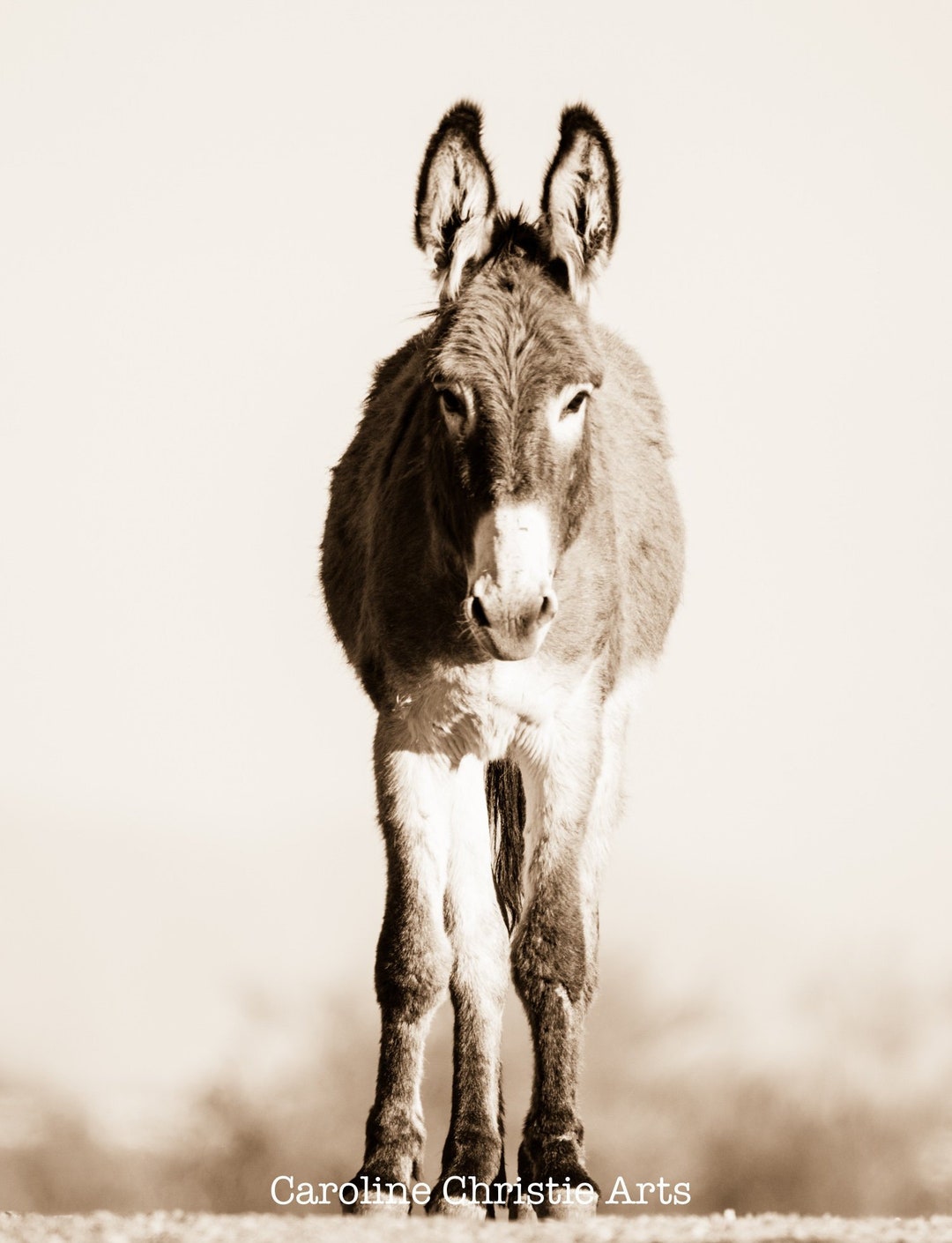 Wild Burro Print, Donkey Photograph,wild Burro Photograph."stop Right ...
