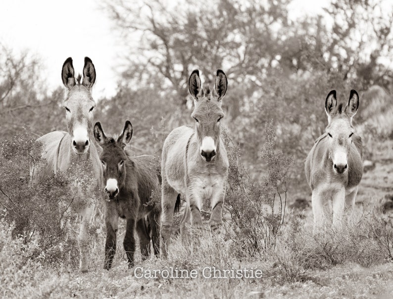 Wild Burro Print, Donkey Photograph,wild Burro Photograph."board of ...