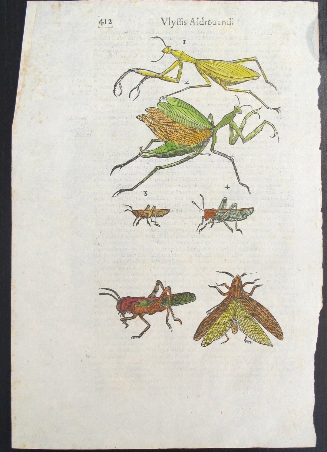 17th Century Italian Vintage Insects Vlyffis Aldrouandi p.411-412 Book ...