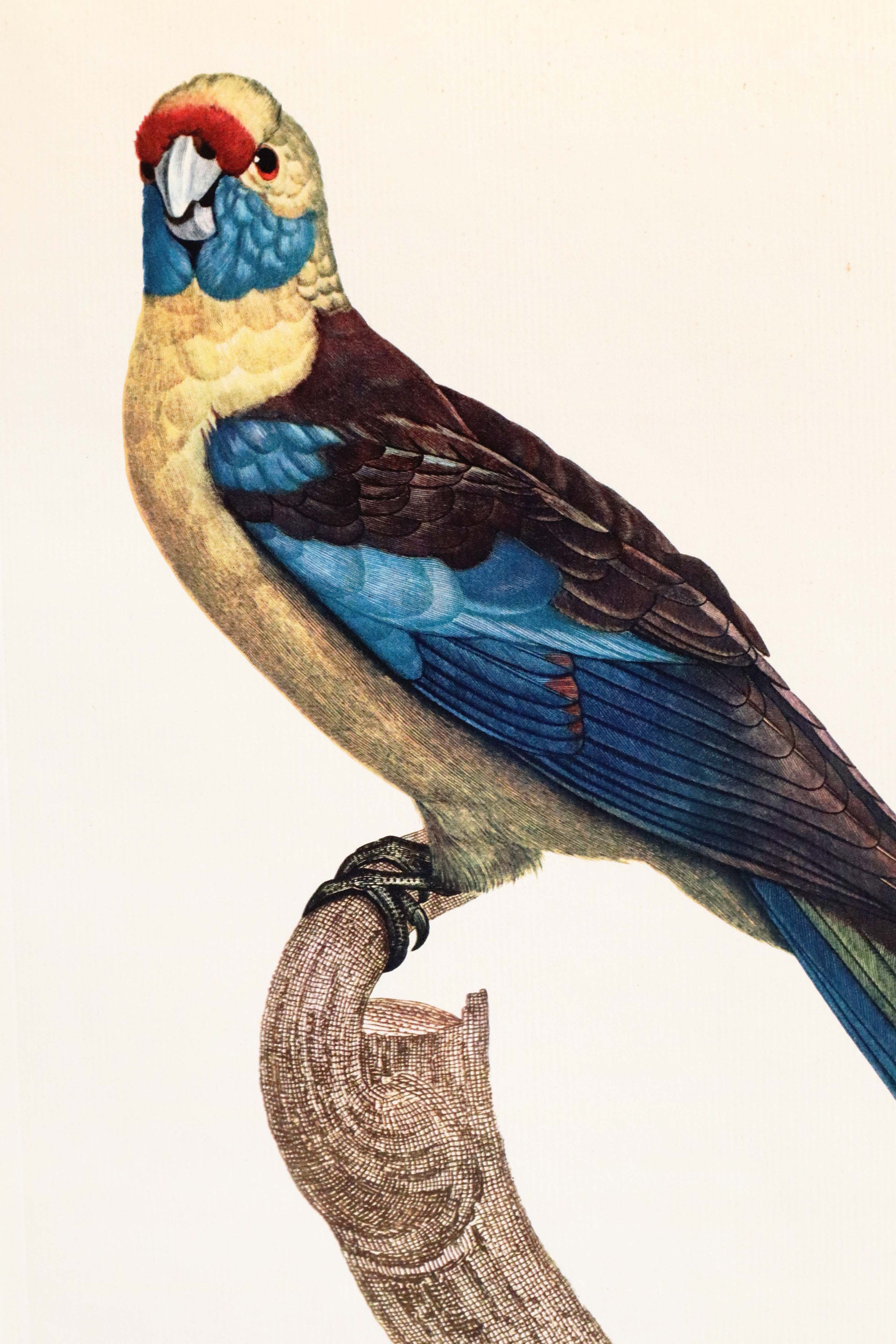 1960s French Bird Print, Jacques Barraband, Perruche a Large Queue (the ...