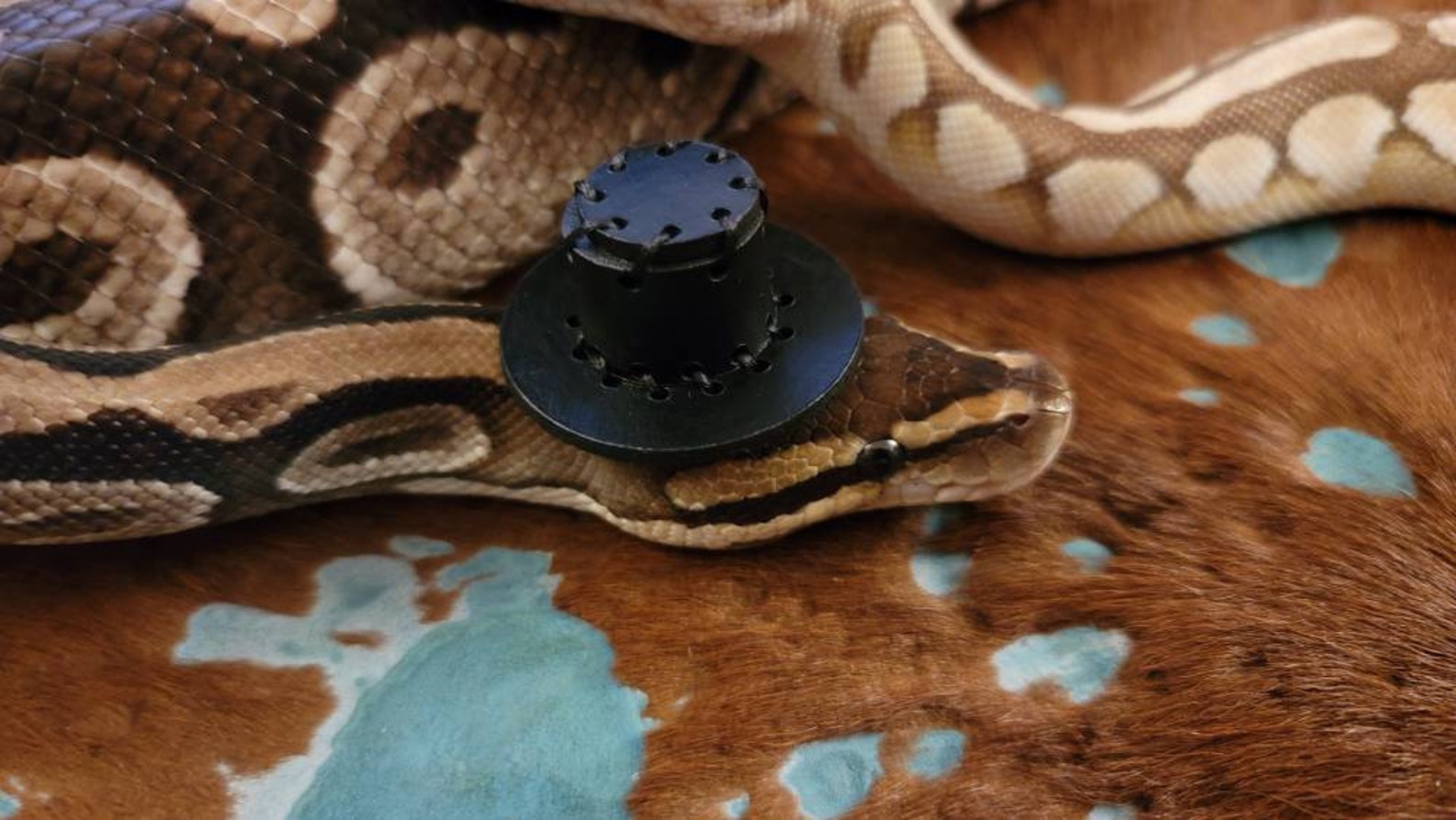 Baseball Cap Top Hat and Witch Hat Accessories for Pets Snakes - Etsy