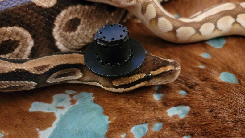 Baseball Cap Top Hat and Witch Hat Accessories for Pets Snakes - Etsy
