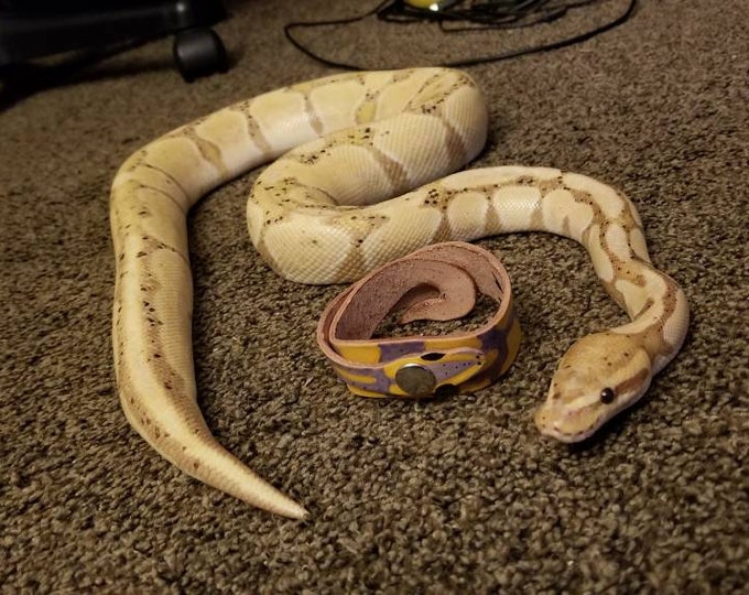 HAKU, Banana Ball Python Bracelet, Laser Cut Hand Made Leather Snake ...