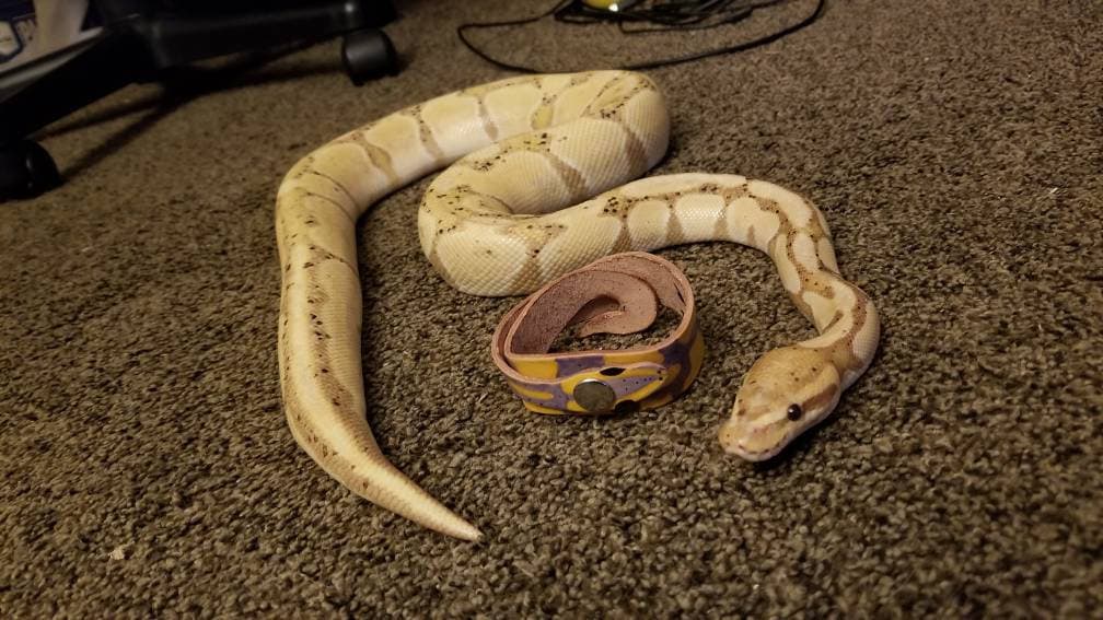 HAKU Banana Ball Python Bracelet Laser Cut Hand Made Leather - Etsy
