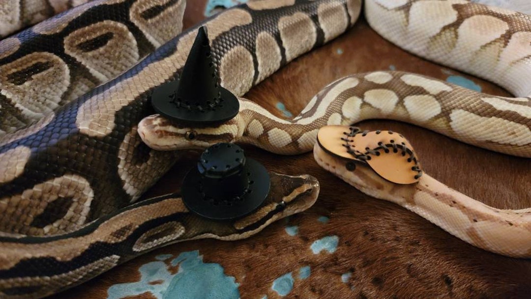 Baseball Cap Top Hat and Witch Hat Accessories for Pets Snakes Reptiles ...