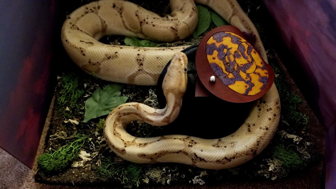 Haku - Fundraiser for Sick Ball Python, Haku Banana Ball Python Dice ...