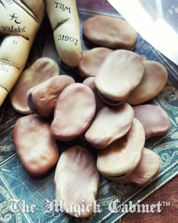 13 Mojo Beans or African Mojo Beans Witchcraft Supplies and | Etsy